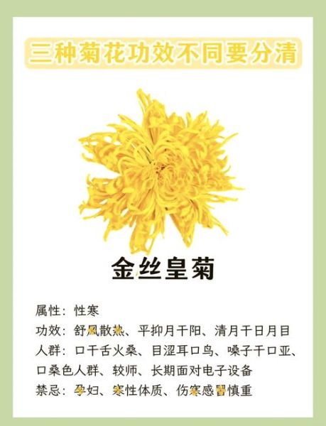 长期喝菊花茶有什么好处_菊花茶的功效与作用-第1张图片-山城妙识 长期喝菊花茶有什么好处_菊花茶的功效与作用-第1张图片-山城妙识