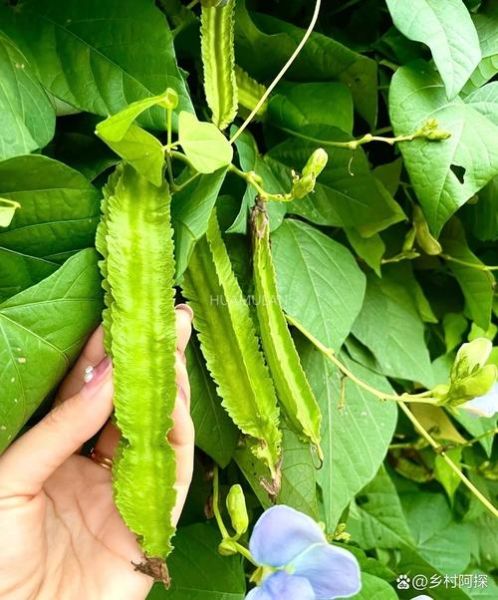 孕妇能吃四角豆吗_四角豆对胎儿好吗-第2张图片-山城妙识 孕妇能吃四角豆吗_四角豆对胎儿好吗-第2张图片-山城妙识