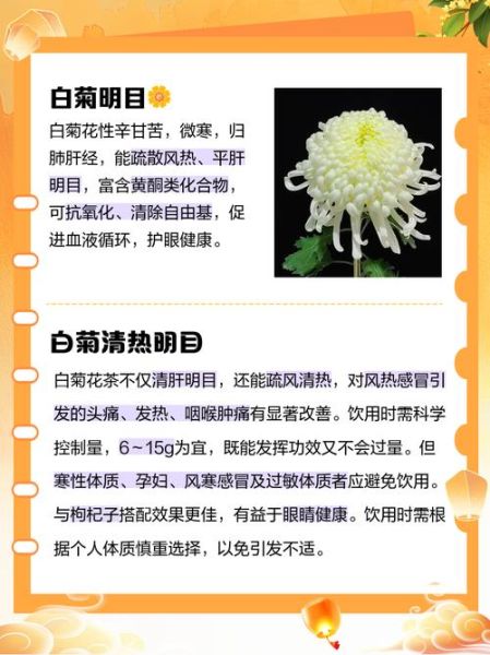 白菊花泡水喝的禁忌_白菊花的功效与作用-第1张图片-山城妙识