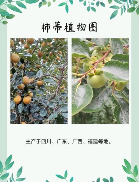 柿蒂的功效与作用_柿蒂的禁忌有哪些-第1张图片-山城妙识