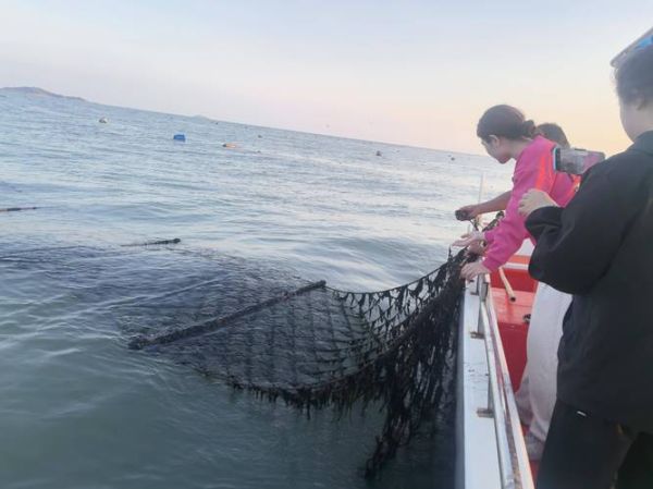 紫菜在海里长什么样_紫菜生长环境揭秘-第3张图片-山城妙识 紫菜在海里长什么样_紫菜生长环境揭秘-第3张图片-山城妙识