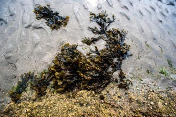 紫菜在海里长什么样_紫菜生长环境揭秘-第1张图片-山城妙识 紫菜在海里长什么样_紫菜生长环境揭秘-第1张图片-山城妙识