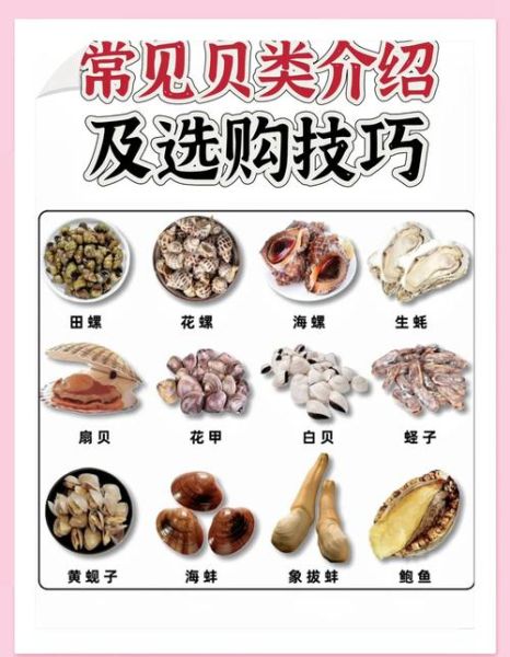 贝类海鲜名称大全_如何挑选新鲜贝类-第3张图片-山城妙识 贝类海鲜名称大全_如何挑选新鲜贝类-第3张图片-山城妙识