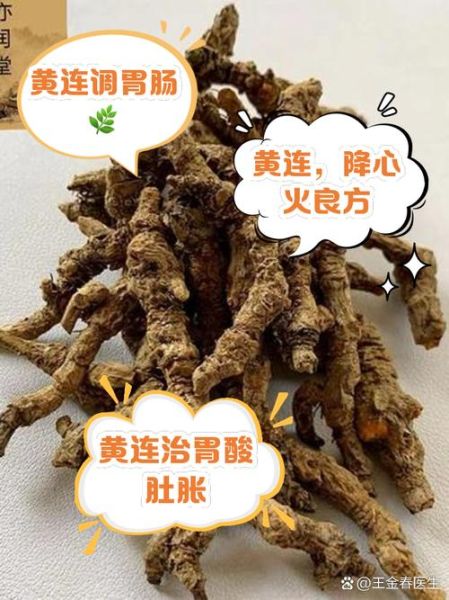 黄连的功效与作用_怎么吃效果最好-第3张图片-山城妙识 黄连的功效与作用_怎么吃效果最好-第3张图片-山城妙识