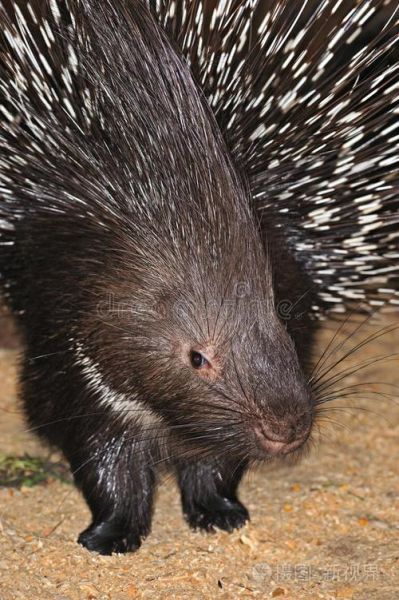 豪猪图片怎么拍_豪猪高清图哪里找-第3张图片-山城妙识 豪猪图片怎么拍_豪猪高清图哪里找-第3张图片-山城妙识