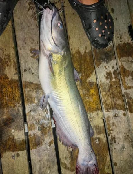 鮰鱼怎么钓最有效_钓鮰鱼用什么饵料最好-第3张图片-山城妙识 鮰鱼怎么钓最有效_钓鮰鱼用什么饵料最好-第3张图片-山城妙识