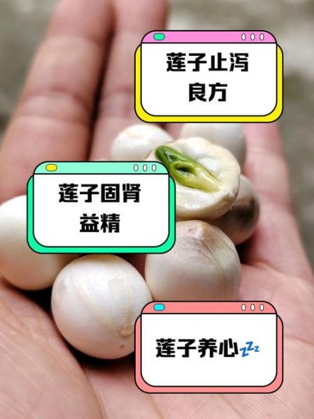 莲子有什么功效_莲子主治什么病-第3张图片-山城妙识 莲子有什么功效_莲子主治什么病-第3张图片-山城妙识