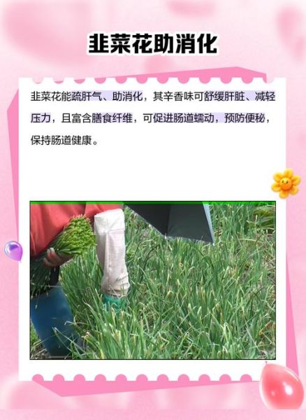 韭菜花什么人不能吃_韭菜花禁忌有哪些-第2张图片-山城妙识