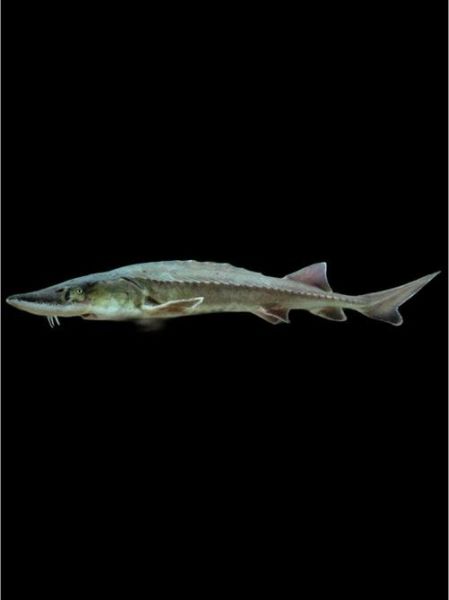 鲟鱼和鳇鱼的区别图_如何一眼分辨-第2张图片-山城妙识 鲟鱼和鳇鱼的区别图_如何一眼分辨-第2张图片-山城妙识