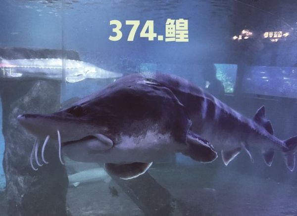 鲟鱼和鳇鱼的区别图_如何一眼分辨-第3张图片-山城妙识 鲟鱼和鳇鱼的区别图_如何一眼分辨-第3张图片-山城妙识