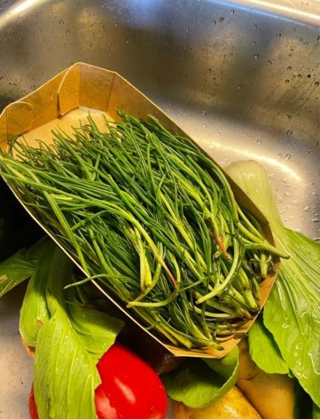 毛菜是什么菜_毛菜和豆芽菜区别-第1张图片-山城妙识