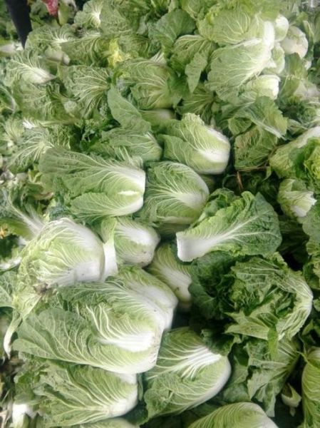 毛菜是什么菜_毛菜和豆芽菜区别-第3张图片-山城妙识