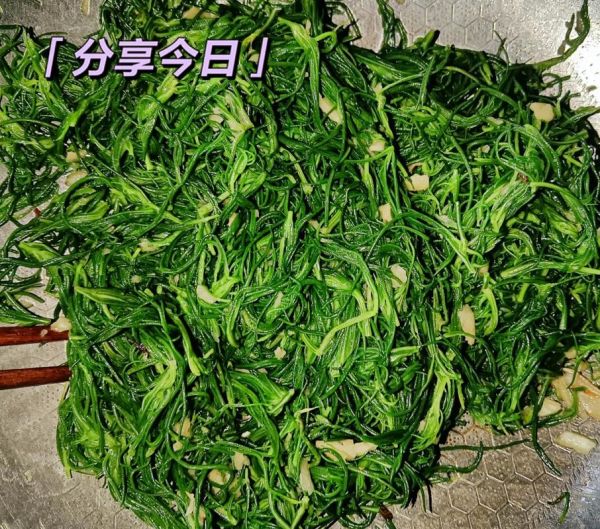 毛菜是什么菜_毛菜和豆芽菜区别-第2张图片-山城妙识