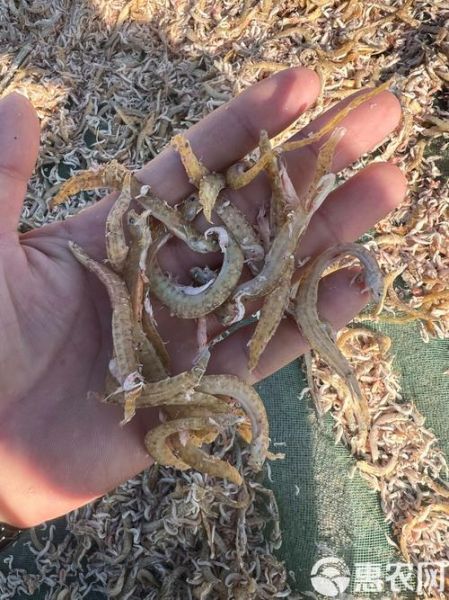 凤尾鱼批发价格多少钱一斤_凤尾鱼批发价格走势-第3张图片-山城妙识