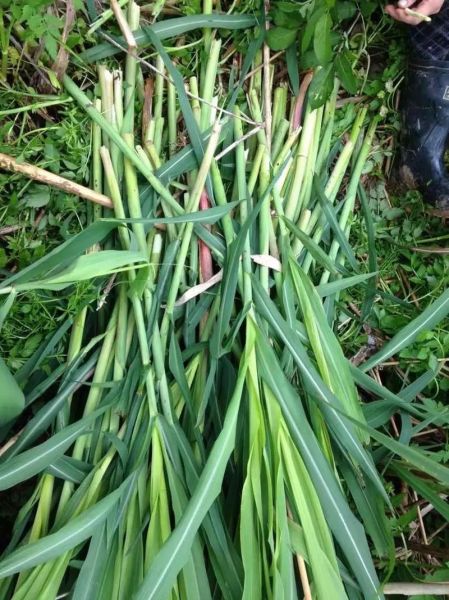 沅江芦笋怎么挑选_沅江芦笋图片哪里看-第1张图片-山城妙识