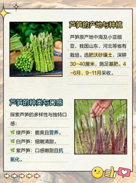 沅江芦笋怎么挑选_沅江芦笋图片哪里看-第3张图片-山城妙识