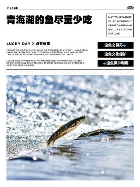 青海人为什么不吃湟鱼_湟鱼禁忌真相-第1张图片-山城妙识