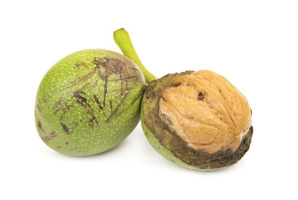 青皮核桃汁弄到手上怎么洗_手上青皮核桃汁洗不掉怎么办-第1张图片-山城妙识