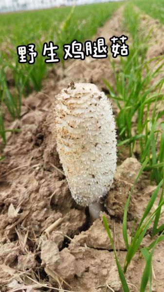 鸡腿菇不能和什么一起吃_鸡腿菇食用禁忌有哪些-第3张图片-山城妙识 鸡腿菇不能和什么一起吃_鸡腿菇食用禁忌有哪些-第3张图片-山城妙识