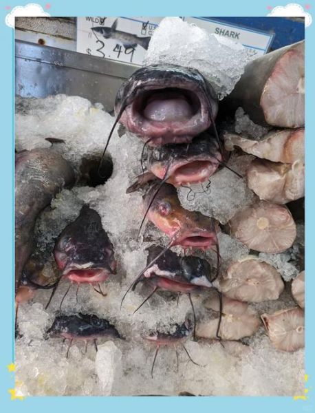 黑鱼和鲶鱼的区别_哪个更好吃-第3张图片-山城妙识