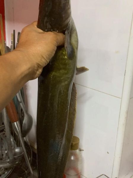 黑鱼和鲶鱼的区别_哪个更好吃-第2张图片-山城妙识