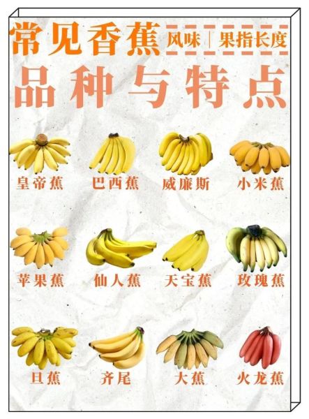 香蕉的种类有哪些_香蕉品种怎么挑选-第1张图片-山城妙识