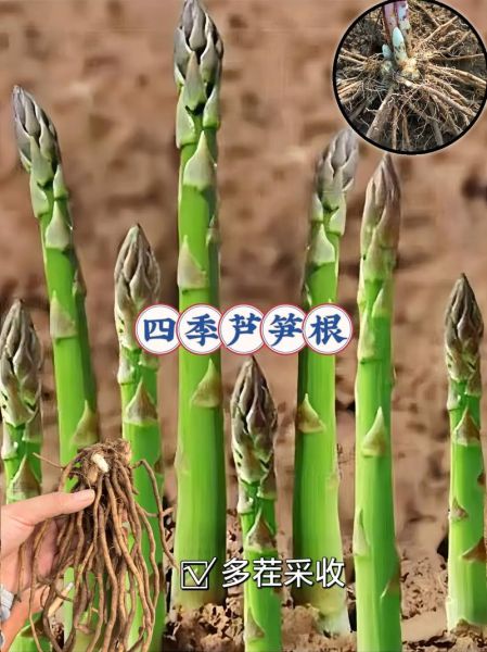 盆栽芦笋什么时候种_盆栽芦笋怎么种-第1张图片-山城妙识 盆栽芦笋什么时候种_盆栽芦笋怎么种-第1张图片-山城妙识