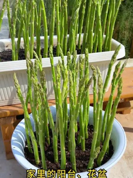 盆栽芦笋什么时候种_盆栽芦笋怎么种-第2张图片-山城妙识 盆栽芦笋什么时候种_盆栽芦笋怎么种-第2张图片-山城妙识