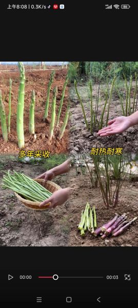 盆栽芦笋什么时候种_盆栽芦笋怎么种-第3张图片-山城妙识 盆栽芦笋什么时候种_盆栽芦笋怎么种-第3张图片-山城妙识