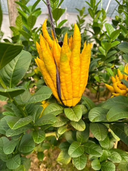 金华佛手怎么种_金华佛手种植方法-第1张图片-山城妙识