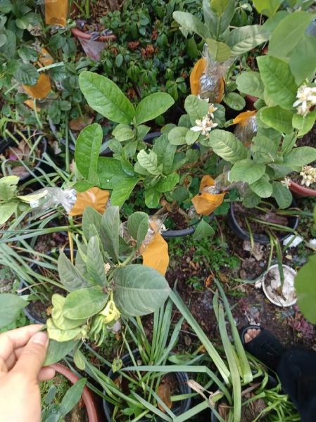 金华佛手怎么种_金华佛手种植方法-第3张图片-山城妙识