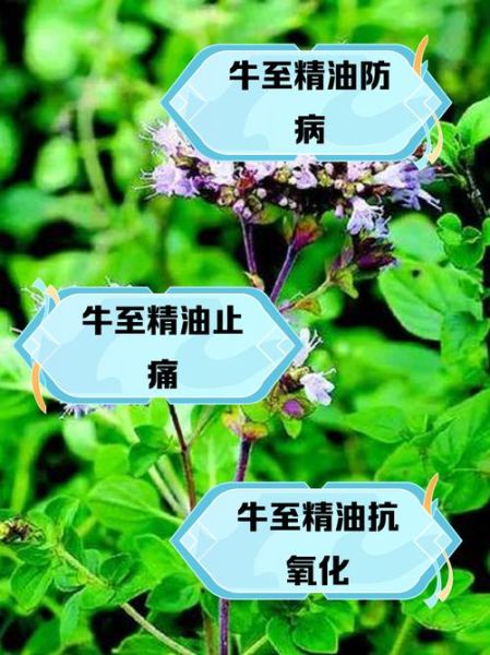牛至精油的功效与作用_如何使用牛至精油-第1张图片-山城妙识 牛至精油的功效与作用_如何使用牛至精油-第1张图片-山城妙识