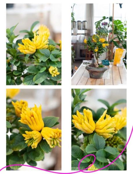 金华佛手怎么种_金华佛手种植方法-第2张图片-山城妙识