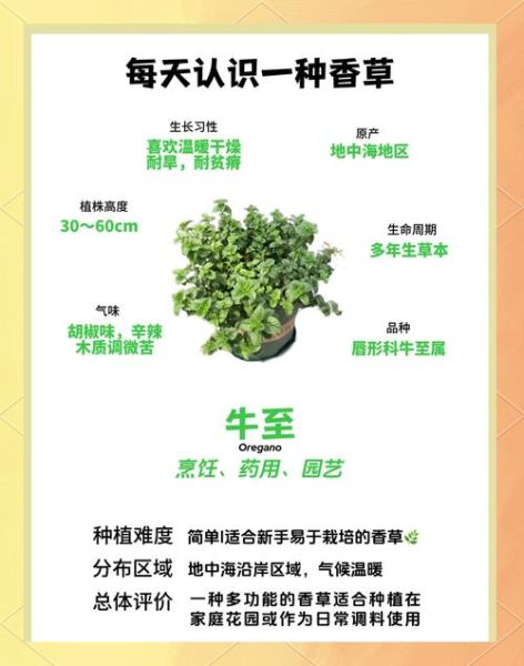 牛至精油的功效与作用_如何使用牛至精油-第2张图片-山城妙识 牛至精油的功效与作用_如何使用牛至精油-第2张图片-山城妙识