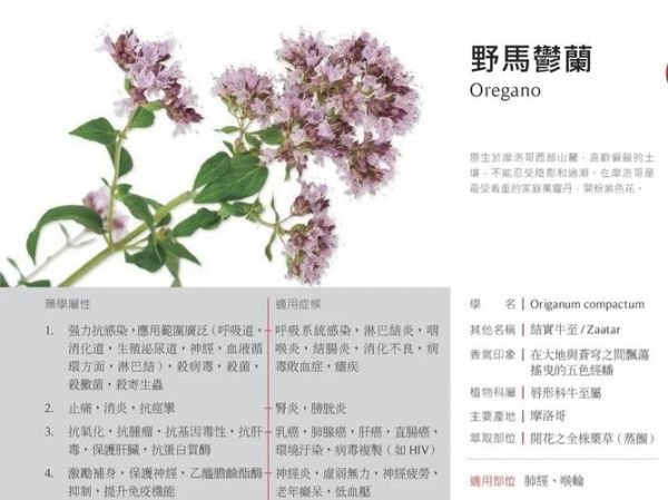 牛至精油的功效与作用_如何使用牛至精油-第3张图片-山城妙识 牛至精油的功效与作用_如何使用牛至精油-第3张图片-山城妙识