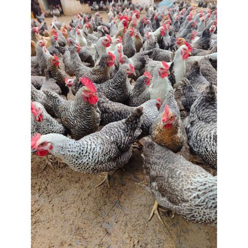 三黄鸡好还是芦花鸡好_哪个更适合家庭餐桌-第2张图片-山城妙识 三黄鸡好还是芦花鸡好_哪个更适合家庭餐桌-第2张图片-山城妙识