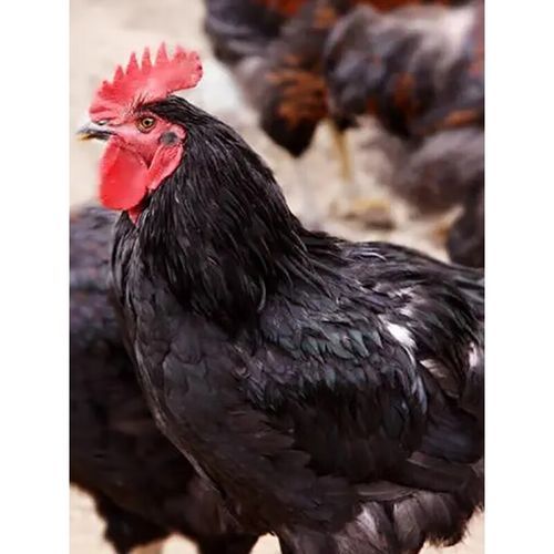 三黄鸡好还是芦花鸡好_哪个更适合家庭餐桌-第1张图片-山城妙识 三黄鸡好还是芦花鸡好_哪个更适合家庭餐桌-第1张图片-山城妙识