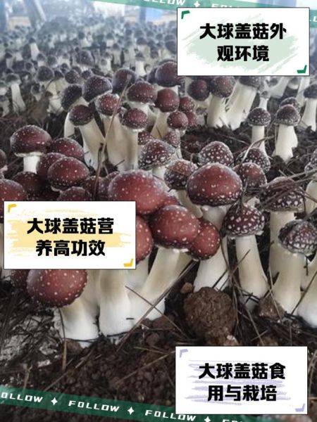 大球盖菇怎么做好吃_大球盖菇的家常做法-第1张图片-山城妙识 大球盖菇怎么做好吃_大球盖菇的家常做法-第1张图片-山城妙识
