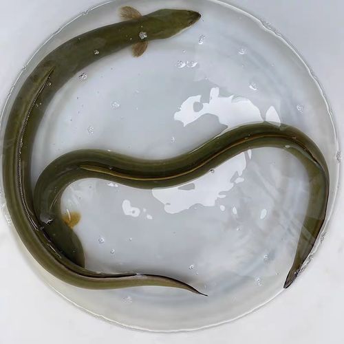 花鳗鲡鱼图片_如何辨别真假-第3张图片-山城妙识