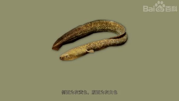 花鳗鲡鱼图片_如何辨别真假-第2张图片-山城妙识