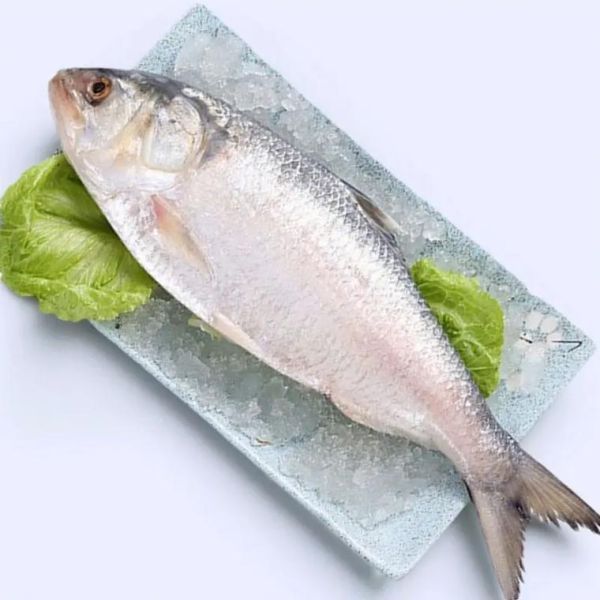 鳆鱼是什么_鳆鱼多少钱一斤-第3张图片-山城妙识