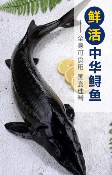 鲟鱼怎么杀_鲟鱼宰杀视频教程-第1张图片-山城妙识