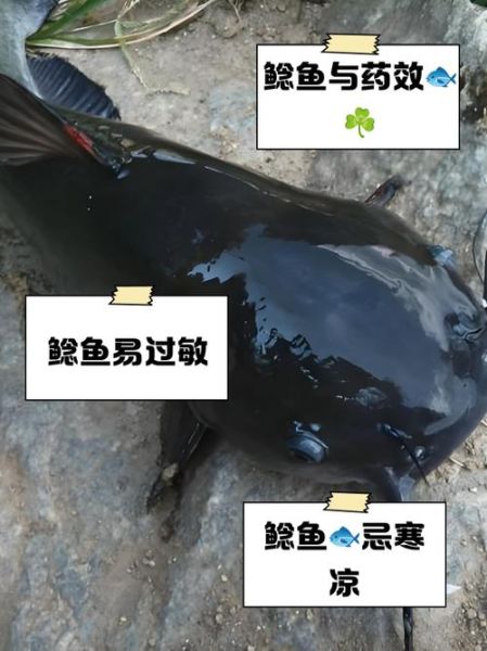 鲶鱼为什么不能吃_鲶鱼吃了有什么危害-第3张图片-山城妙识