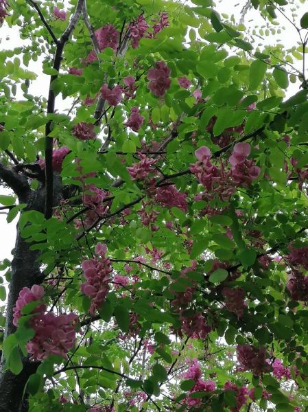 红槐花树有毒吗_如何安全种植-第1张图片-山城妙识 红槐花树有毒吗_如何安全种植-第1张图片-山城妙识