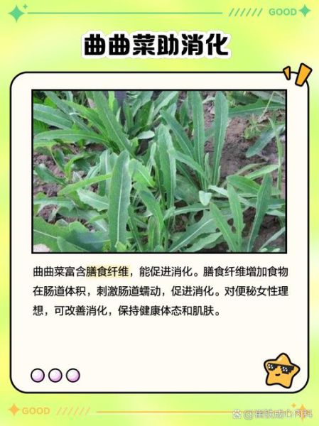 曲曲菜的功效与作用_曲曲菜怎么吃最好-第2张图片-山城妙识 曲曲菜的功效与作用_曲曲菜怎么吃最好-第2张图片-山城妙识