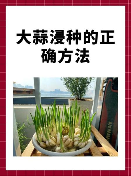 大蒜发芽了还能吃吗_大蒜发芽了怎么处理-第3张图片-山城妙识