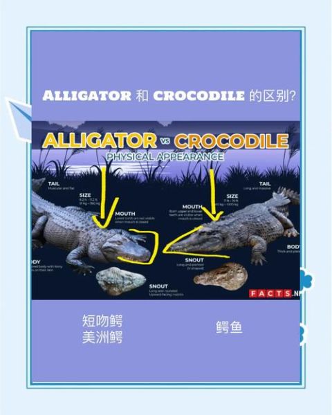 鳄鱼是鱼吗_鳄鱼为什么不是鱼类-第1张图片-山城妙识