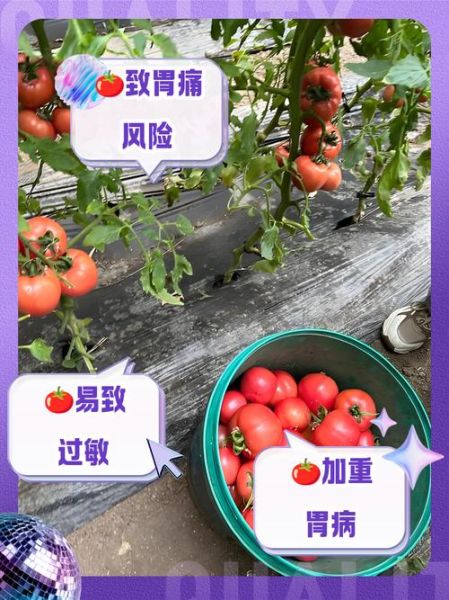 长期吃西红柿有什么危害_西红柿吃多了会怎样-第1张图片-山城妙识