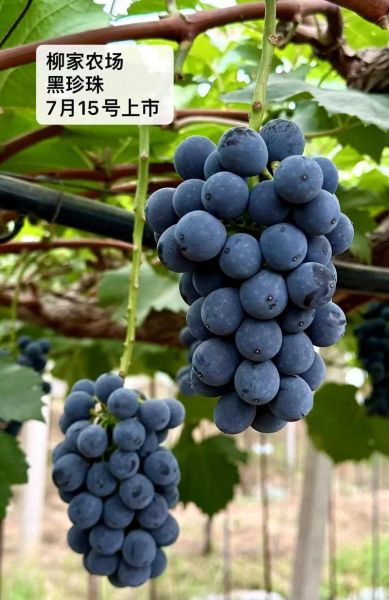 黑葡萄的功效与作用_黑葡萄一天吃多少合适-第2张图片-山城妙识