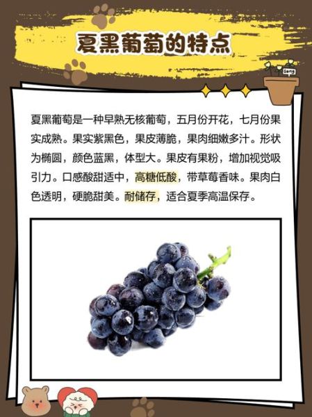 黑葡萄的功效与作用_黑葡萄一天吃多少合适-第1张图片-山城妙识